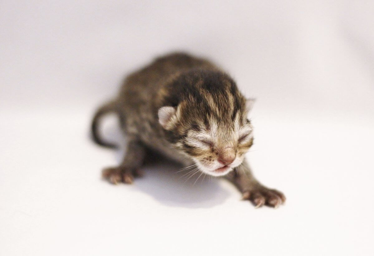 Le développement du chaton - NeoCare