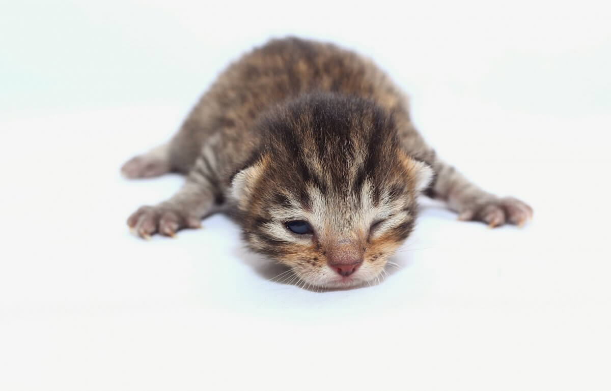 Le développement du chaton - NeoCare