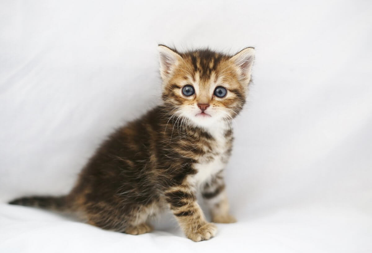 Le développement du chaton - NeoCare