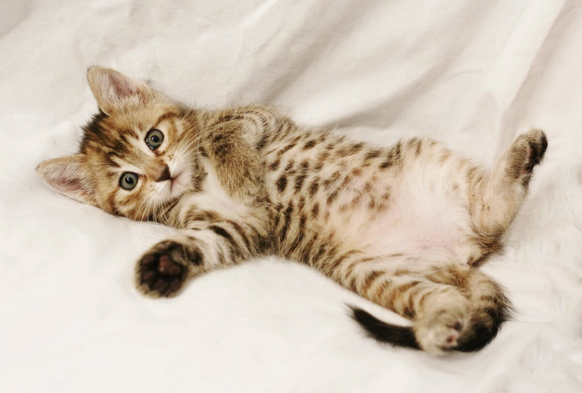 Le développement du chaton - NeoCare